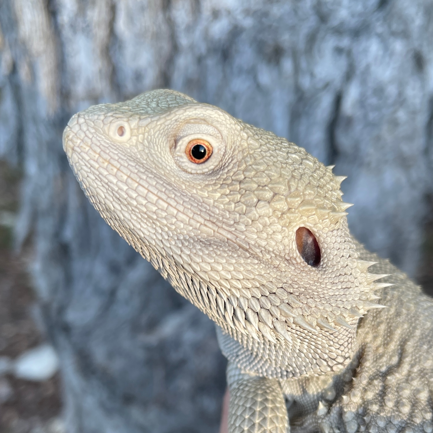 Sale! Hypo Zero 100% Het Witblits 50% Het Trans Central Bearded Dragon ...