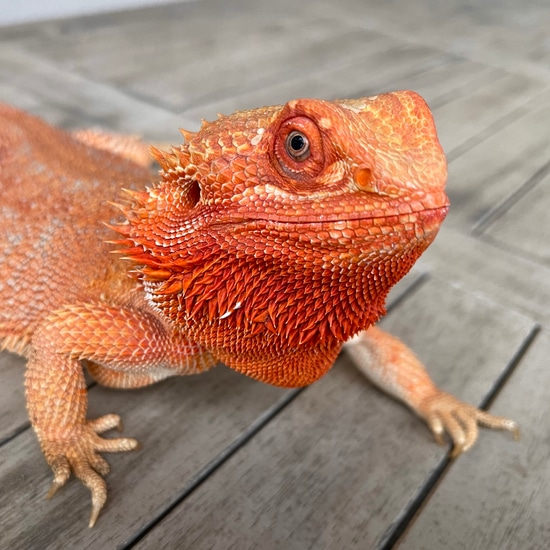 RTB Hypo Red Tiger Female Central Bearded Dragon by Spitfire Bearded ...