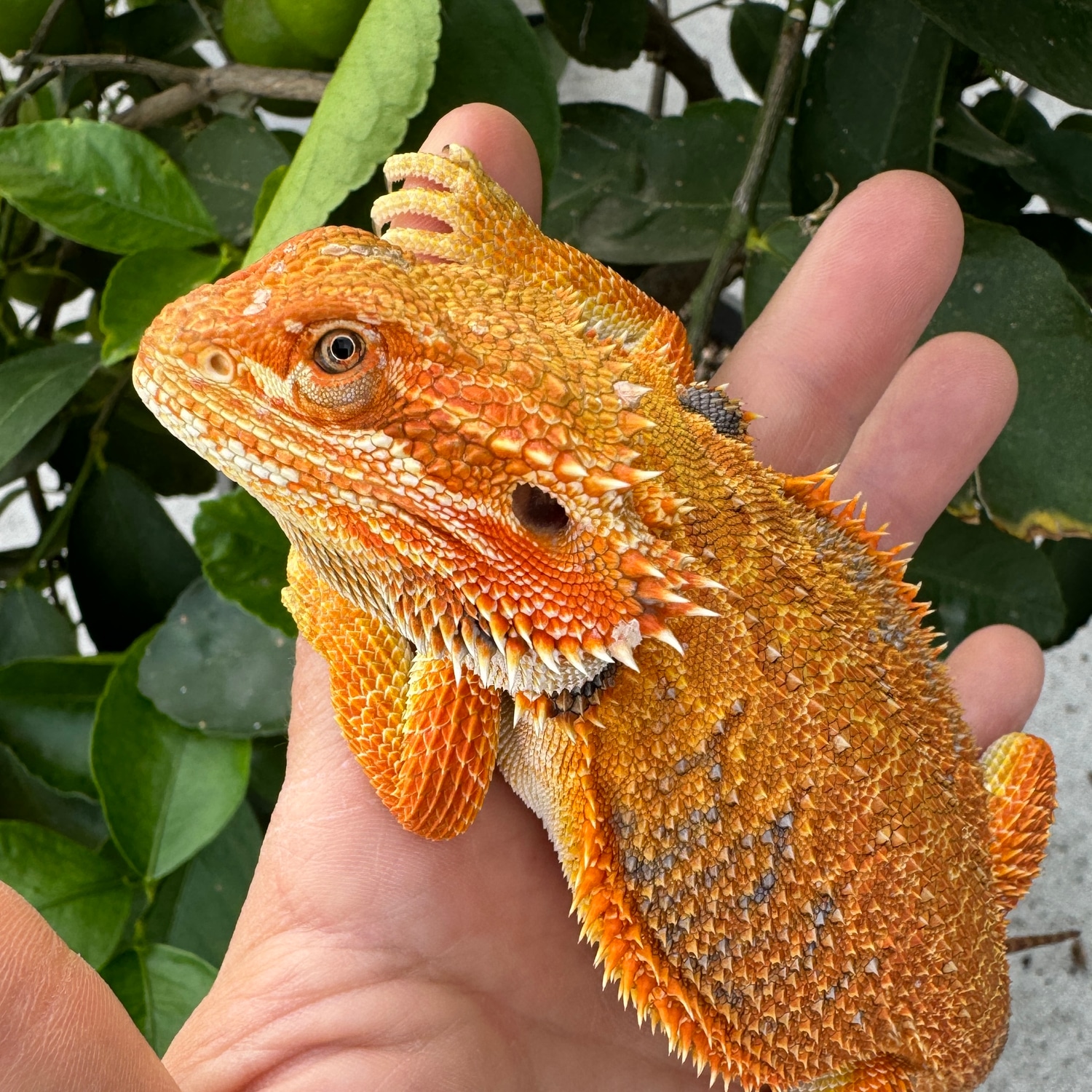 Orange Het Hypo/Trans Blue Bar Central Bearded Dragon by Spitfire Bearded Dragons LLC - MorphMarket