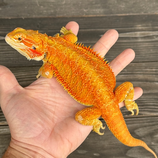 Holdback Hypo Translucent Central Bearded Dragon by Spitfire Bearded ...