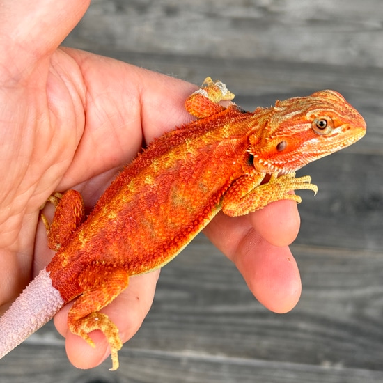 Red Citrus Hypo Translucent Central Bearded Dragon by Spitfire Bearded ...