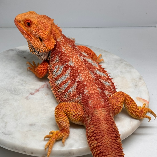 Hypo Red Tiger Central Bearded Dragon by Spitfire Bearded Dragons LLC