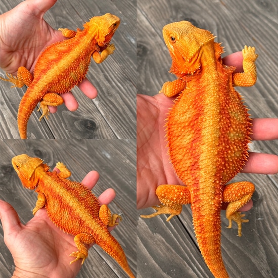 Collector Quality Hypo Trans Color Stripe Holdback Central Bearded ...