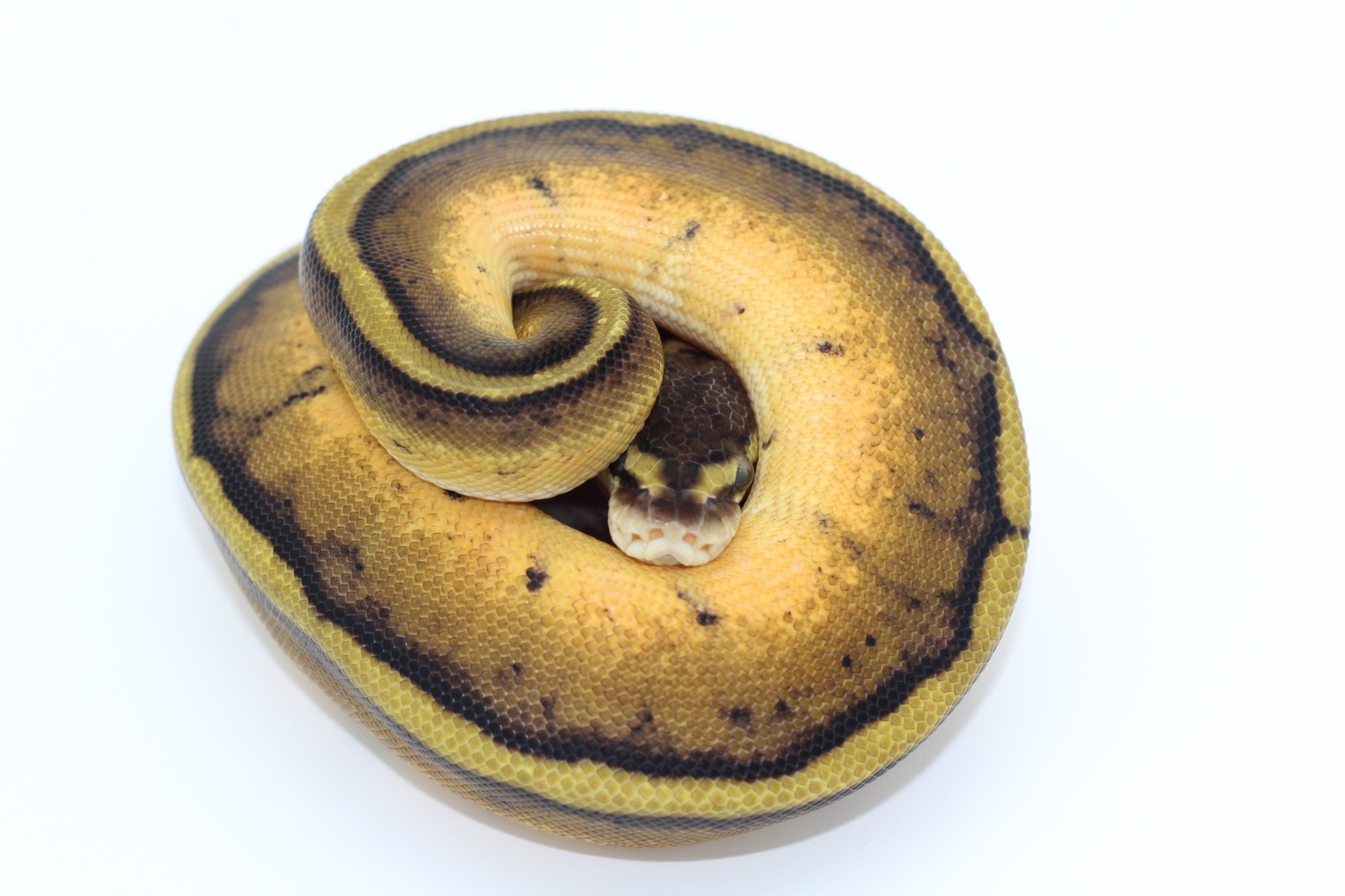 Pastel Genetic Stripe Ball Python by Ocmulgee Reptiles - MorphMarket