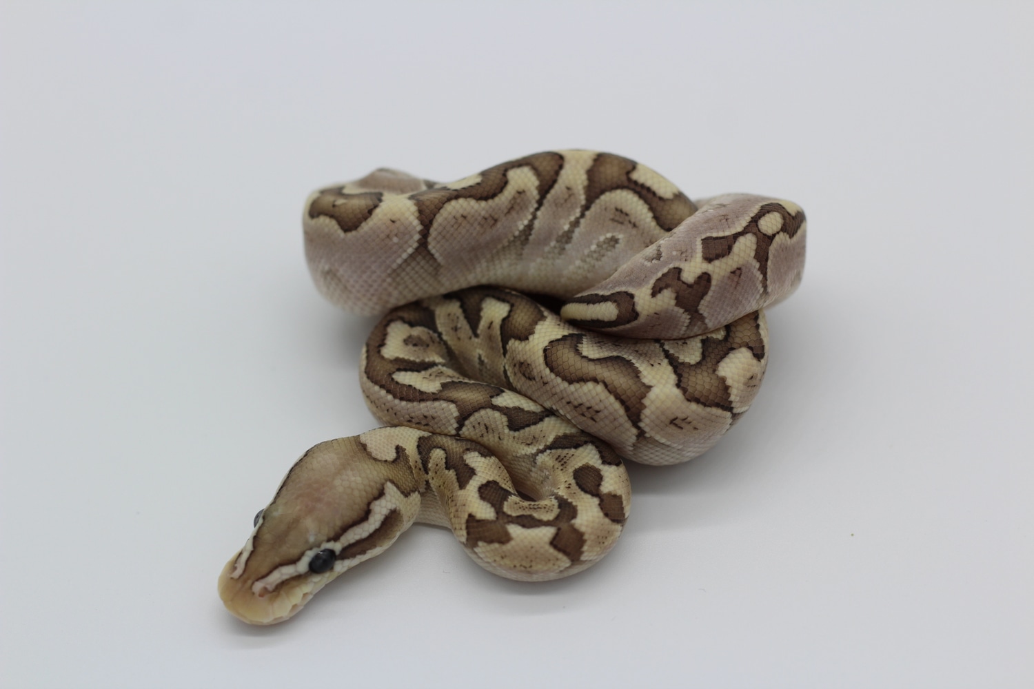 Bamboo Pastel Ball Python by Ocmulgee Reptiles - MorphMarket