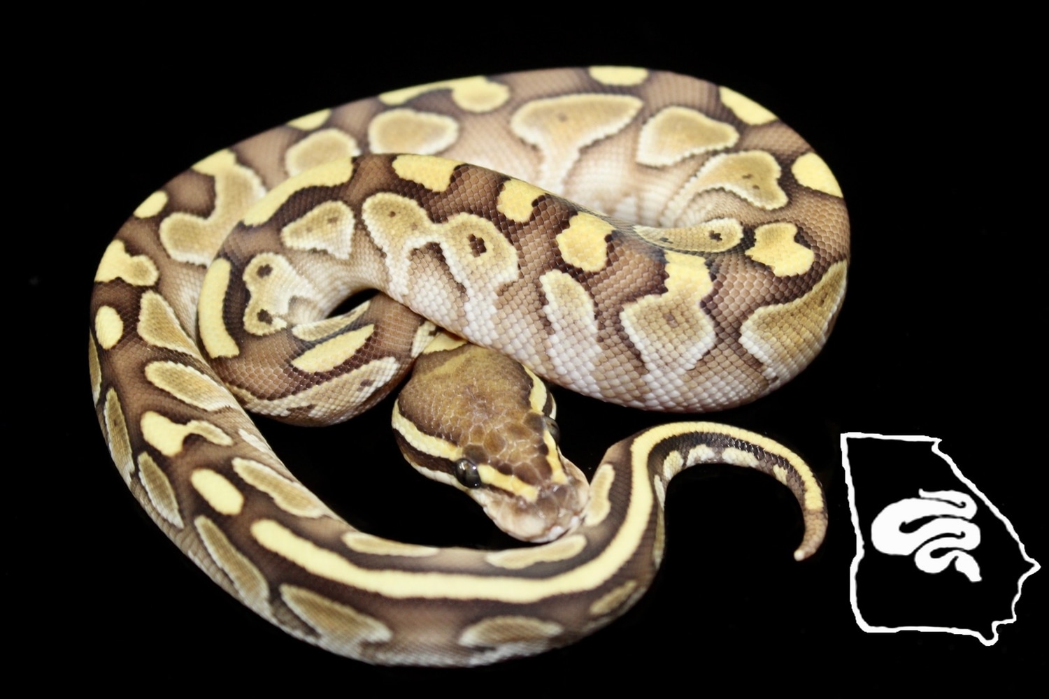Butter Ball Python by Ocmulgee Reptiles LLC - MorphMarket