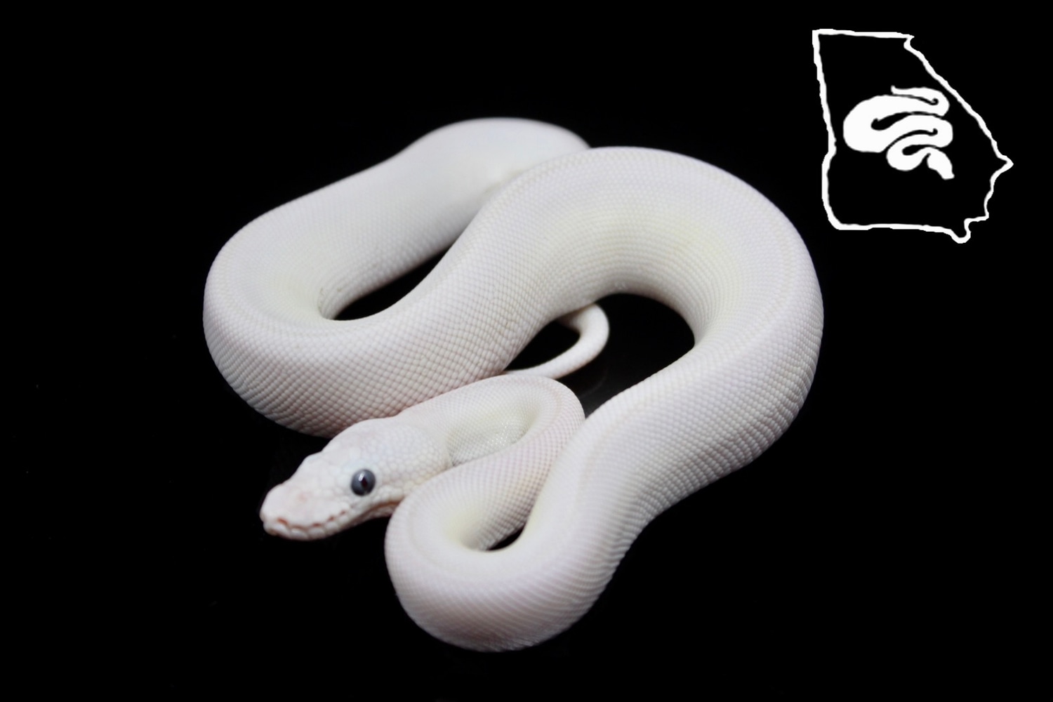 Blue-Eyed Lucy (Butter, Mojave) Ball Python by Ocmulgee Reptiles LLC ...