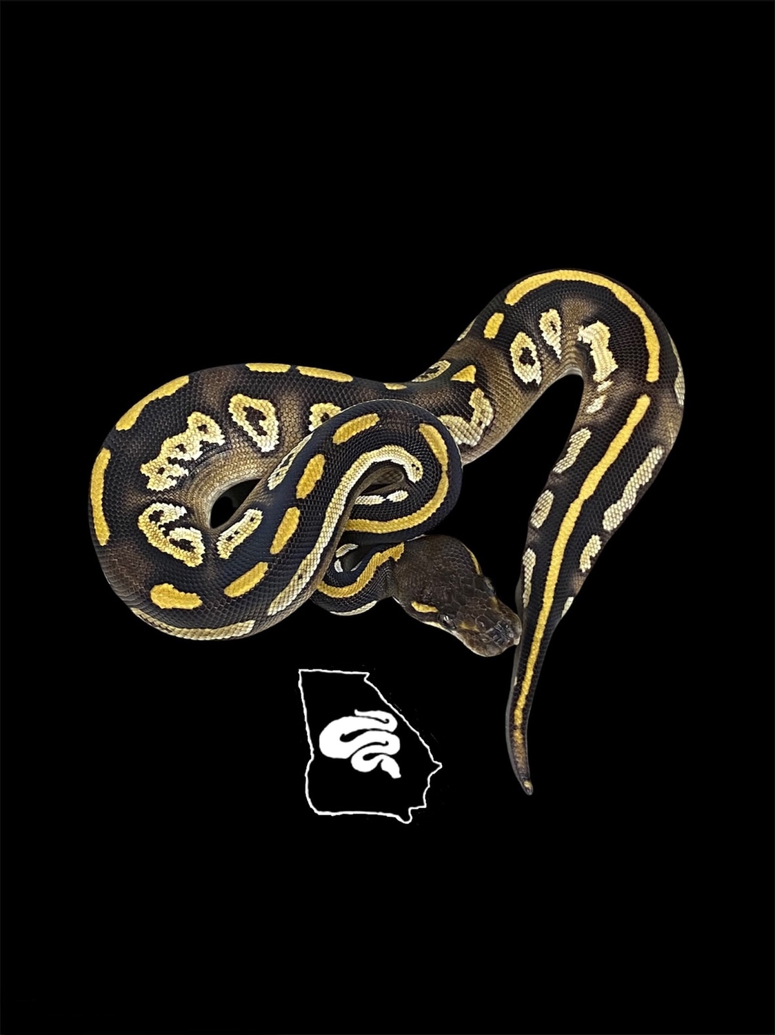 Black Head Mojave Ball Python by Ocmulgee Reptiles LLC - MorphMarket