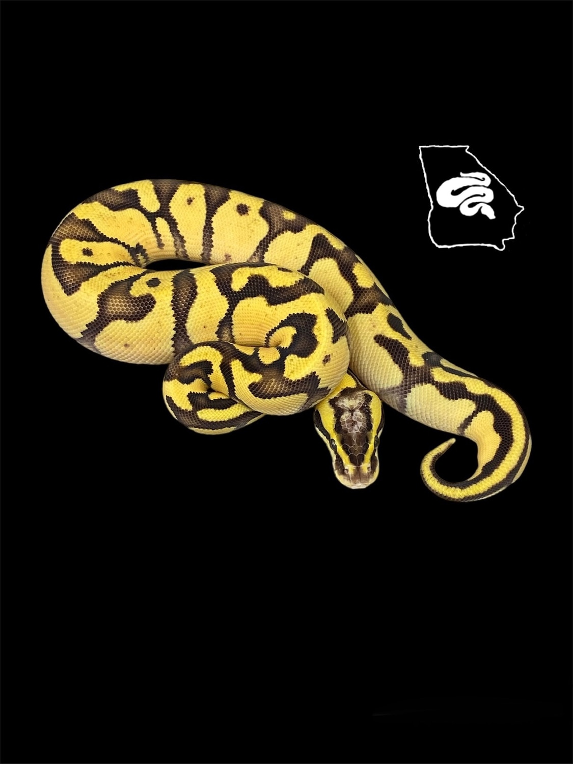 Enchi Firefly Ball Python by Ocmulgee Reptiles LLC - MorphMarket