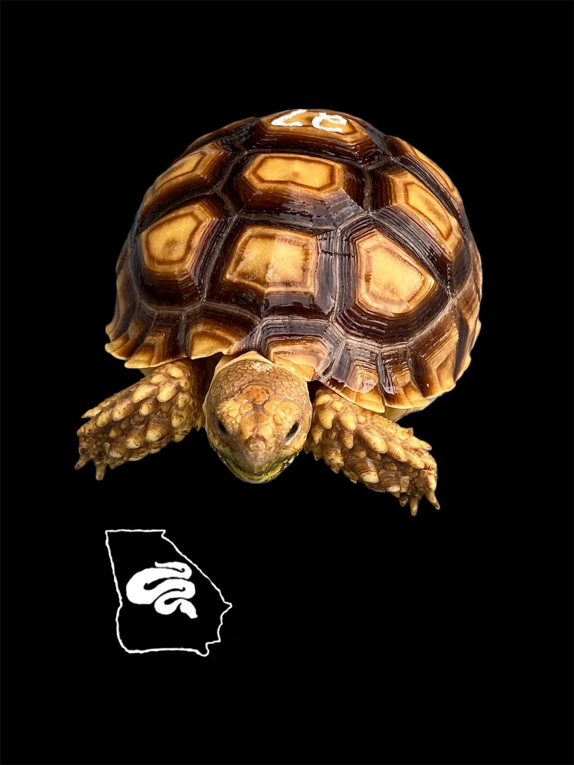 Normal Sulcata Tortoise by Ocmulgee Reptiles LLC - MorphMarket