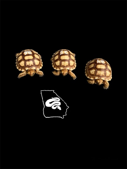 Normal Sulcata Tortoise by Ocmulgee Reptiles LLC