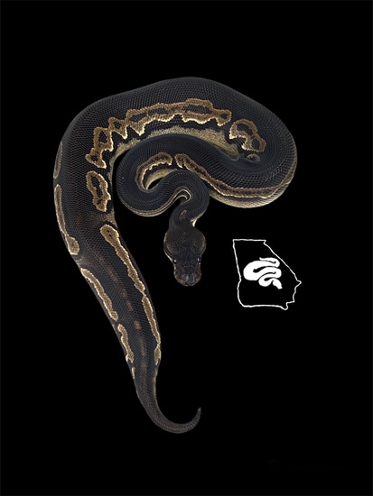 Black Head Cinnamon Ball Python by Ocmulgee Reptiles LLC