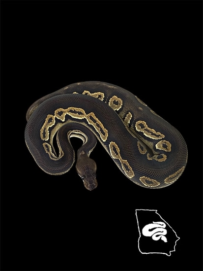 Black Head Cinnamon Ball Python by Ocmulgee Reptiles LLC
