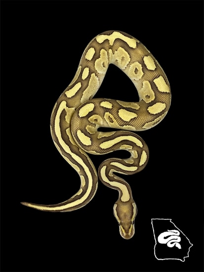 Butter Fire Ball Python by Ocmulgee Reptiles LLC