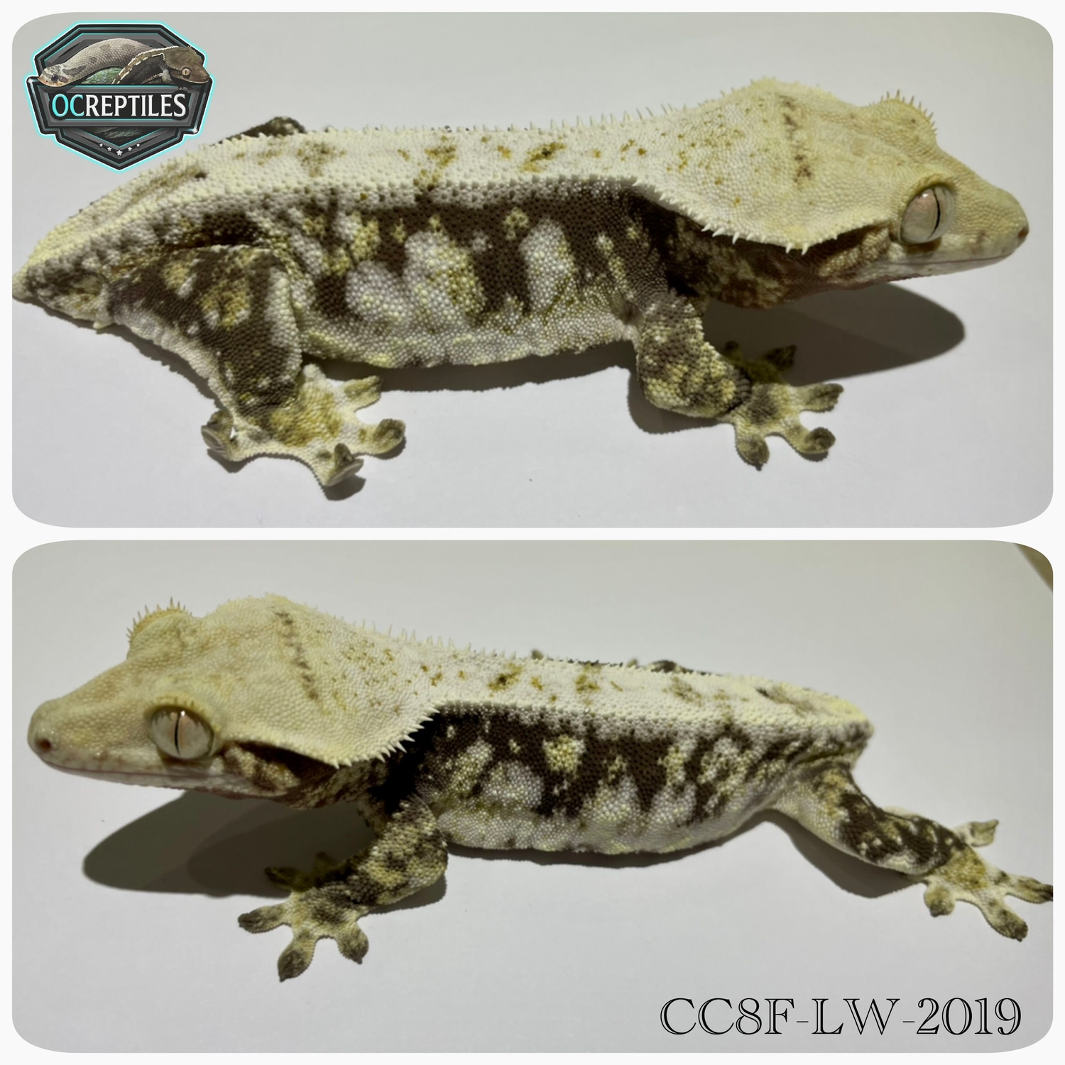 LillyWhite 100% Hetero Axanthic Crested Gecko by OCReptiles - MorphMarket