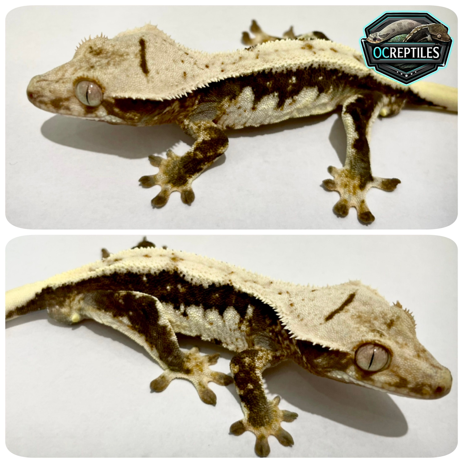 LillyWhite 100% Hetero Axanthic Crested Gecko by OCReptiles - MorphMarket