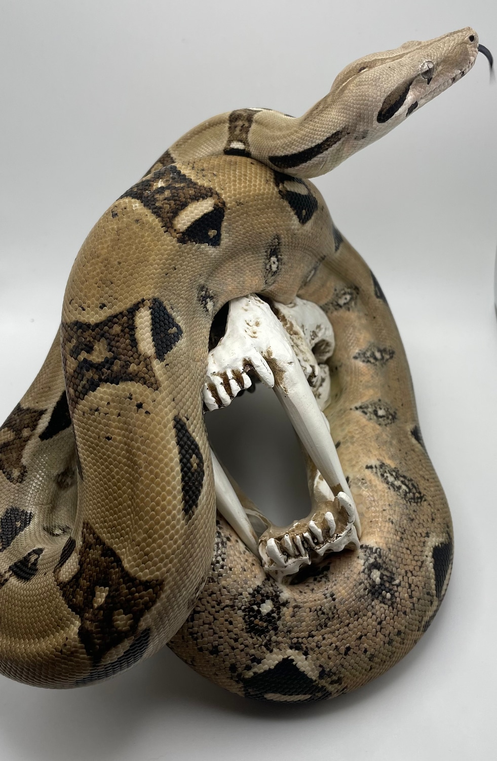 Het Anery Het Sterling Boa Constrictor by October Exotics - MorphMarket