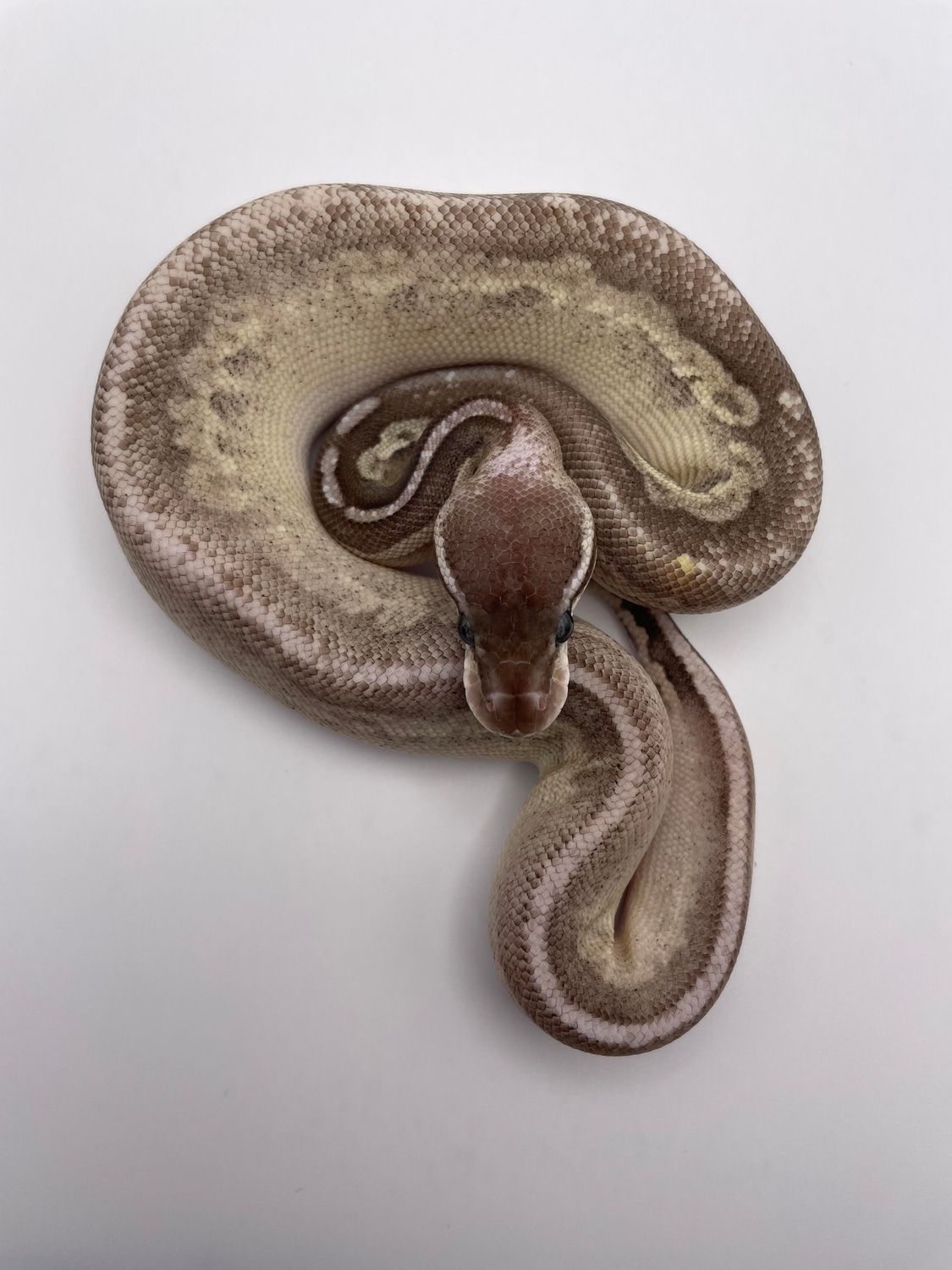 Sterling Mojave 100% Het VPI Axanthic 50% Het Piebald Ball Python by ...