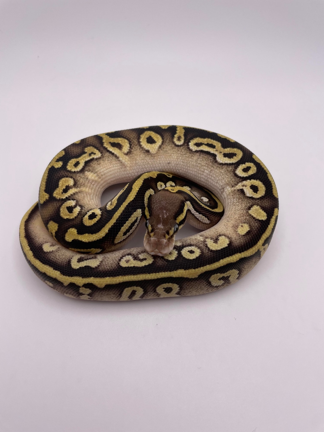 Pastave 100% Het VPI Axanthic 50% Het Piebald Ball Python by October ...