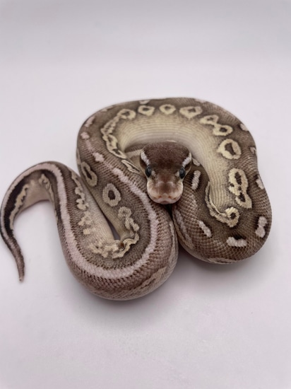 Sterling Mojave 100% Het VPI Axanthic 50% Het Pied Ball Python by October Exotics