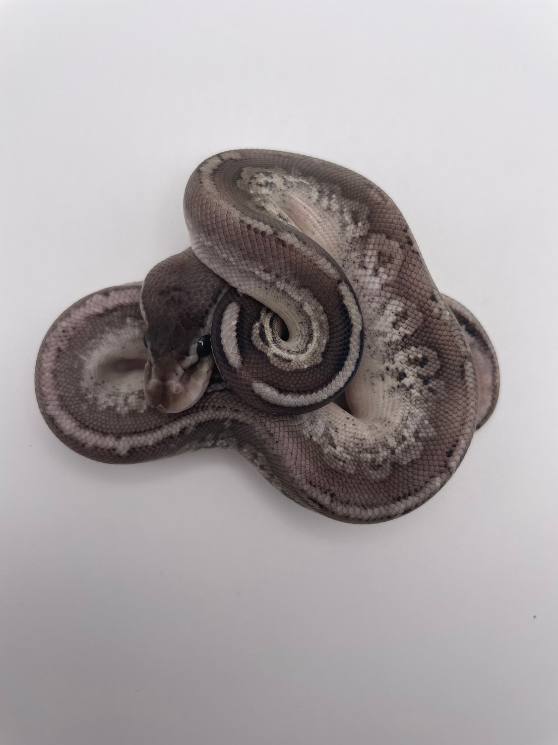 Sterling Mojave 100% Het VPI Axanthic 50% Het Piebald Ball Python by ...