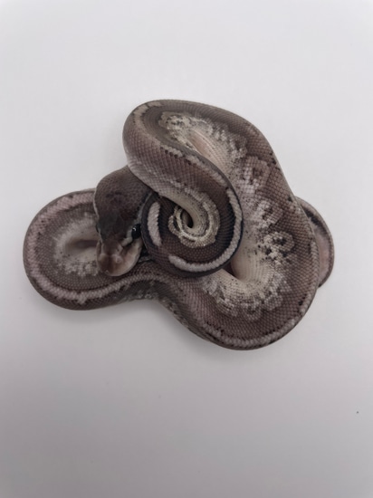 Sterling Mojave 100% Het VPI Axanthic 50% Het Piebald Ball Python by ...