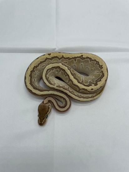 Kingpin Ball Python by October Exotics
