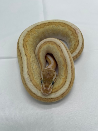 Kingpin Fire Ball Python by October Exotics