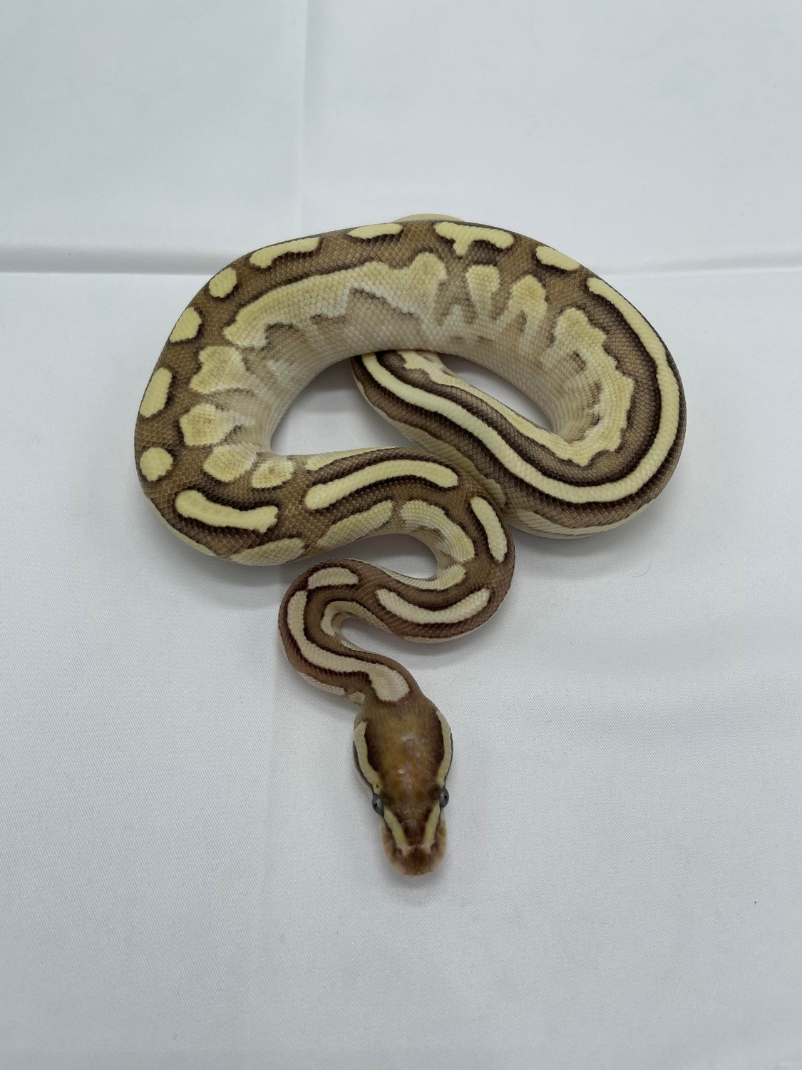 Lesser Fire Ball Python by October Exotics - MorphMarket