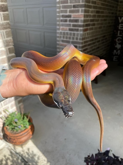 Northern White Lipped Python White-Lipped Python by October Exotics