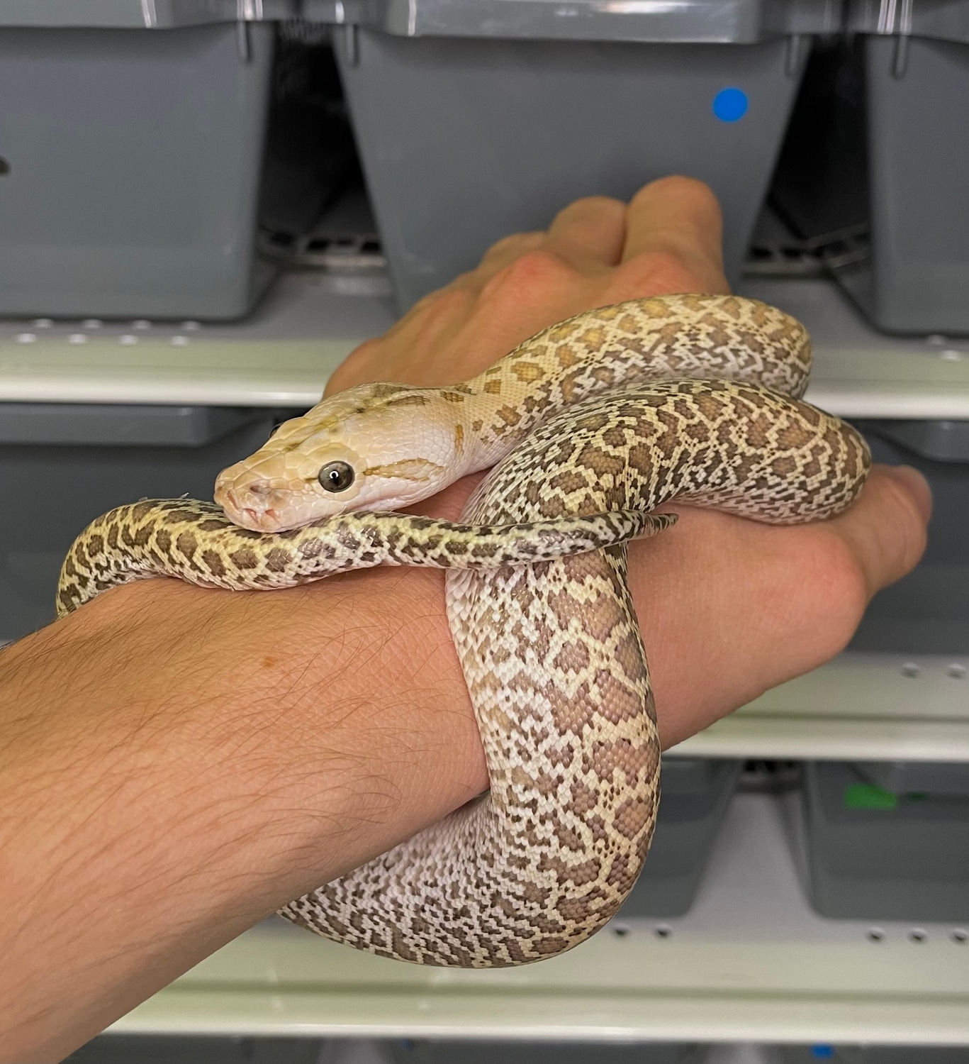 Hypo Granite 66% Het Albino Burmese Python by ODconstrictorsUK ...