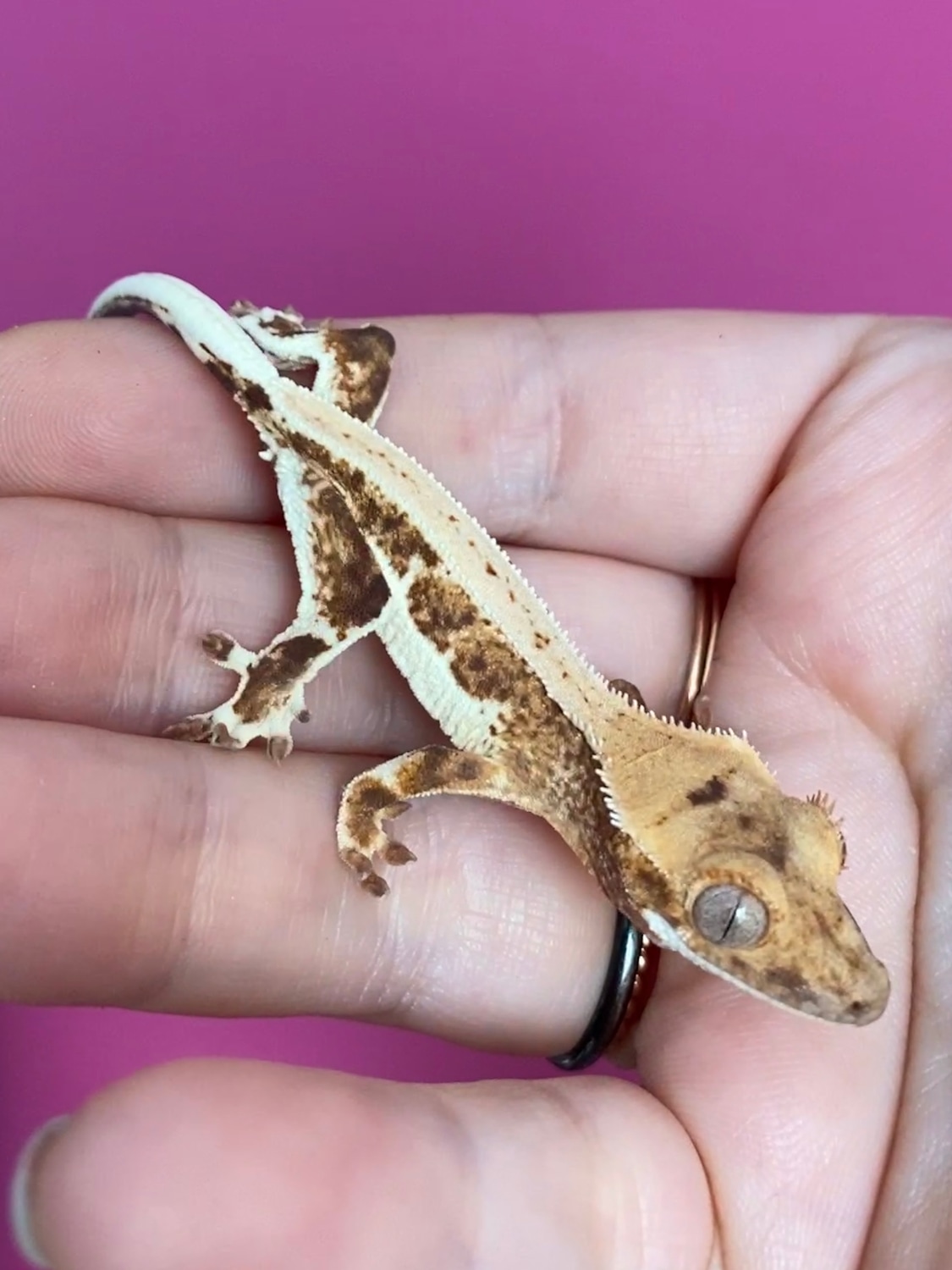 50% Poss Het Axanthic Lilly White Crested Gecko by Oddball Exotics ...
