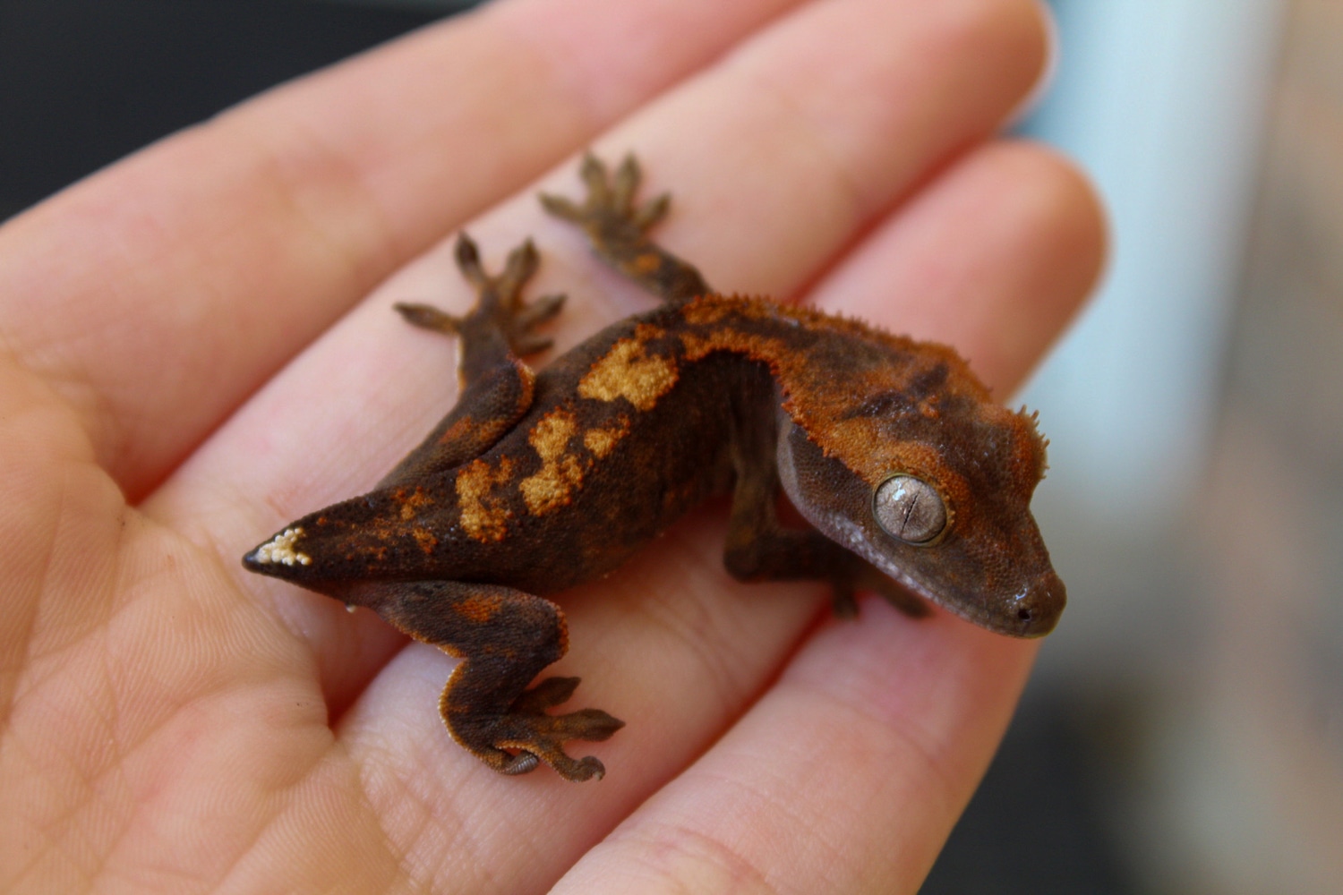 *shipping Included* Crested Gecko by Lovable Geckos - MorphMarket