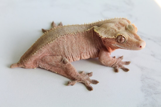 Pink Female ║ Free Shipping! Crested Gecko by Lovable Geckos