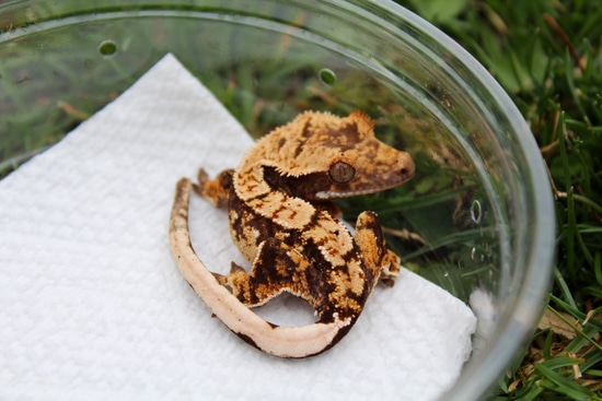 💜𝖩𝖾𝗅𝗅𝗒💜 Crested Gecko by Lovable Geckos