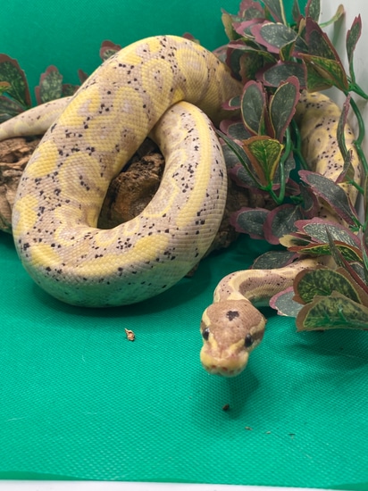 Banana Cinnamon Pastel Het Pied Pos Calico Ball Python by Goofball Exotics