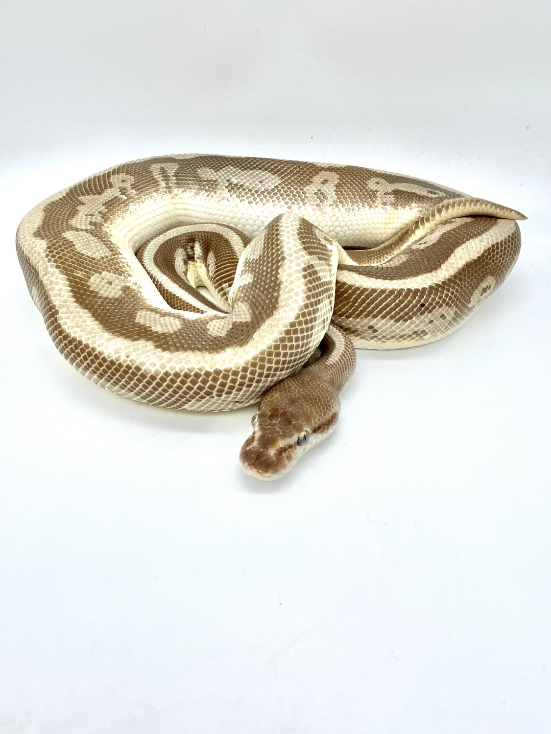Lesser Leopard Black Pastel Ball Python by Goofball Exotics - MorphMarket