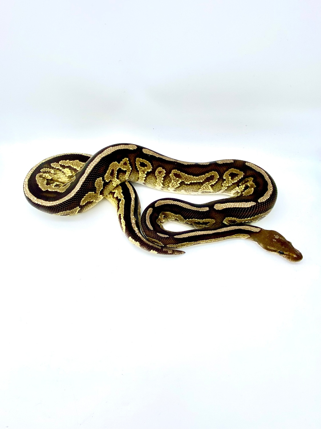 Breeder Cinnamon Fire Ball Python by Goofball Exotics - MorphMarket