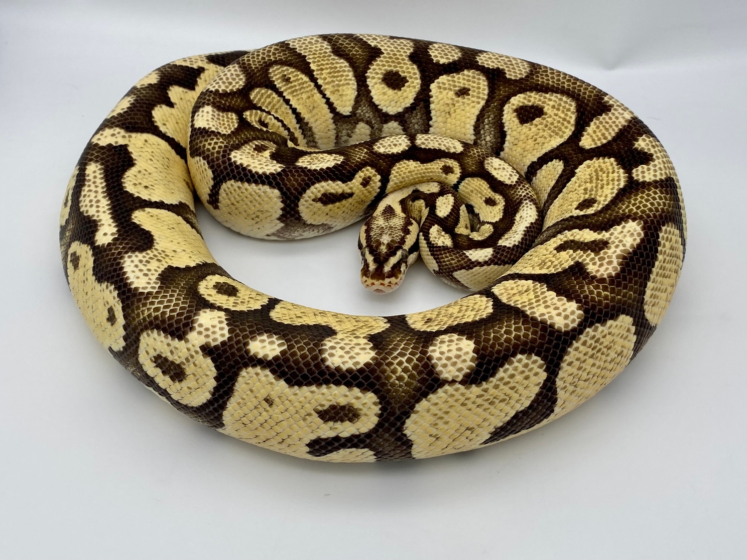 Super Pastel Ball Python by Goofball Exotics - MorphMarket