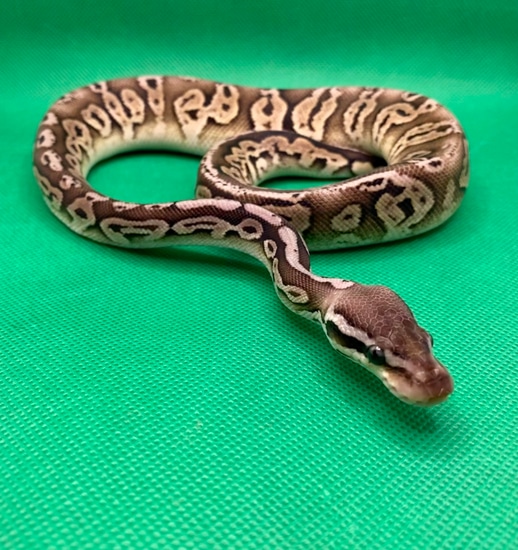 Black Pewter Fire 50% Hypo Ball Python by Goofball Exotics