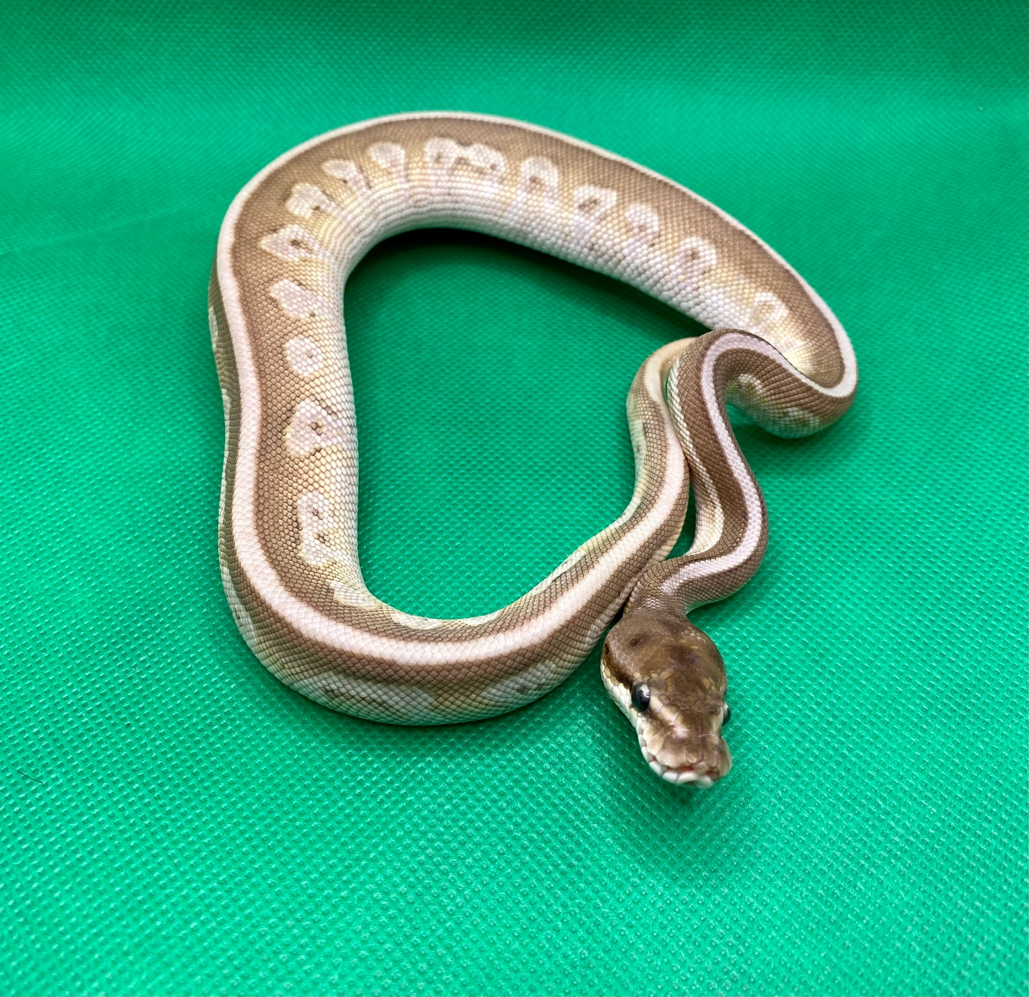 Lesser Leopard Black Pastel Ball Python by Goofball Exotics - MorphMarket