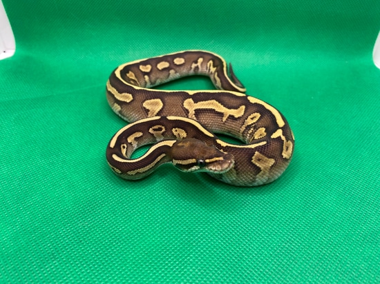 Leopard Lesser Ball Python by Goofball Exotics