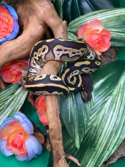 Blackhead Mojave Ball Python by Goofball Exotics