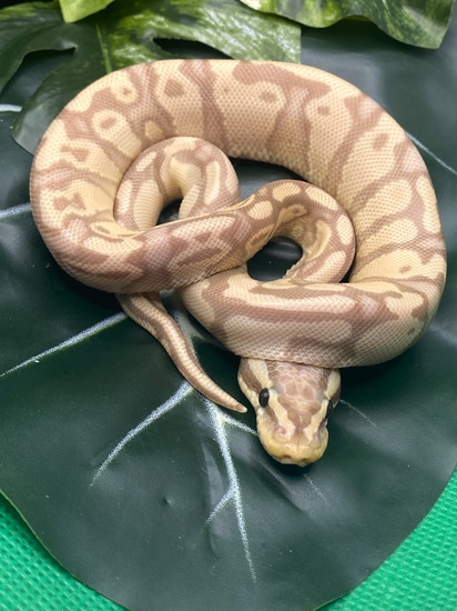 Banana Cinnamon 100% Het Genetic Stripe Ball Python by Goofball Exotics
