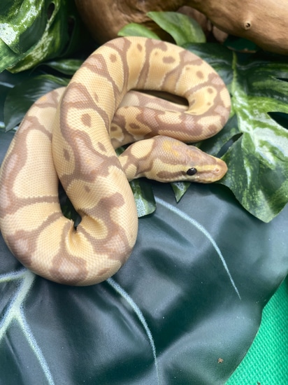 Banana Sable Pastel 100% Het Genetic Stripe Ball Python by Goofball Exotics