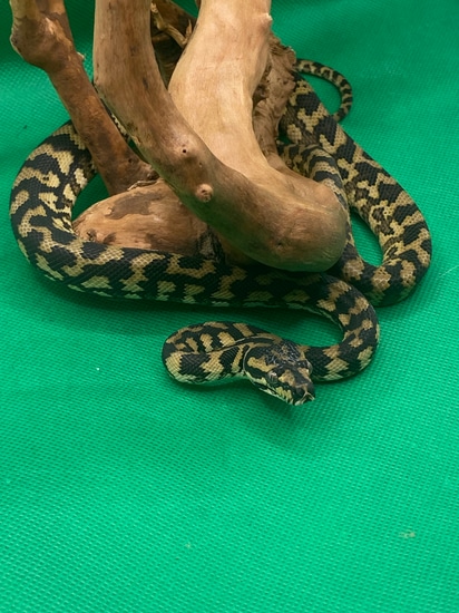 Male Designer Carpet Python Coastal Carpet Python by Goofball Exotics