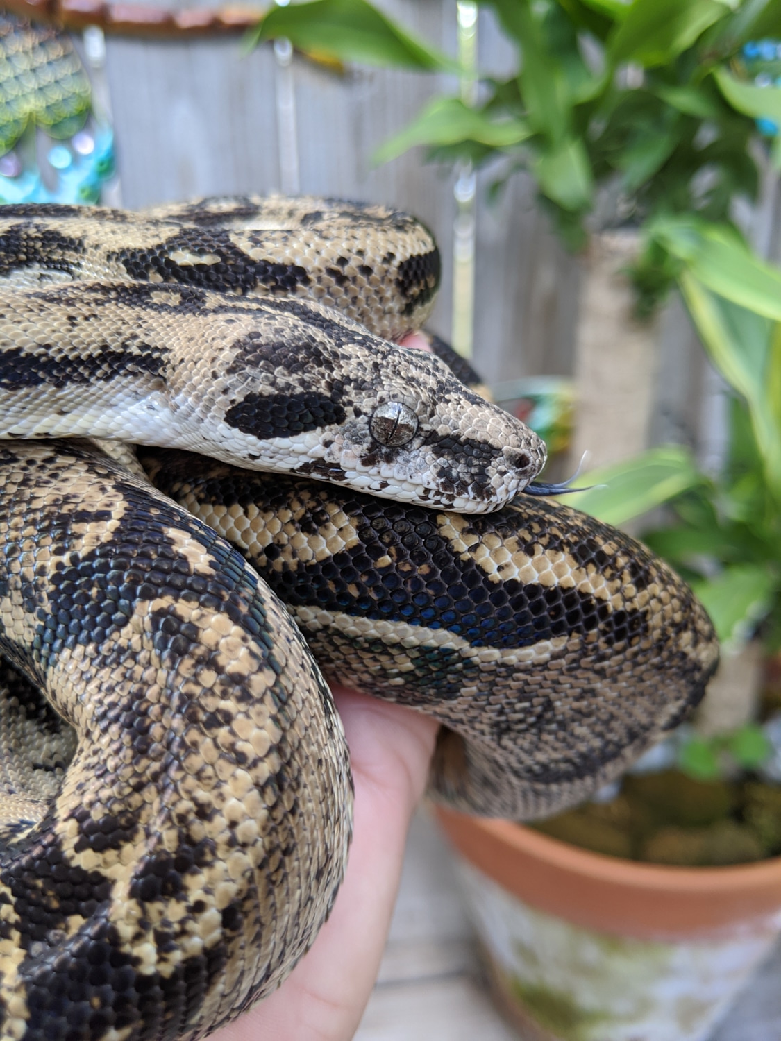 Meltzer Line Longicauda Poss Het Anery Peruvian Long-tailed Boa ...
