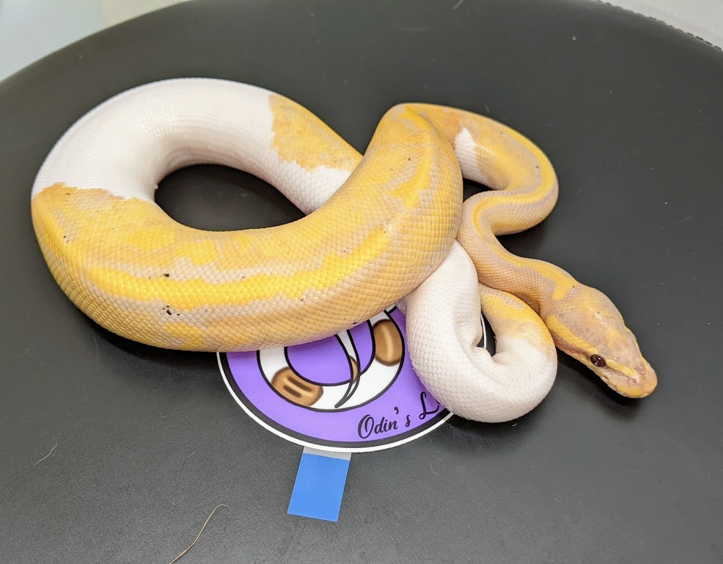 Coral Glow Pied Ball Python by Odin's Lair Exotics - MorphMarket