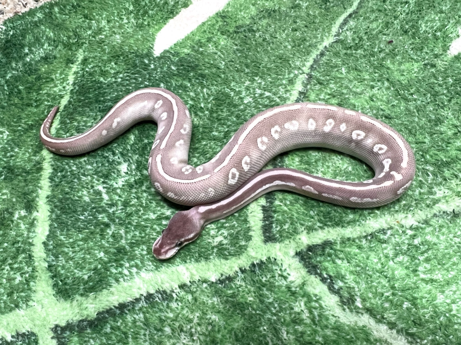 Mystic Potion Ball Python by Odin's Lair Exotics - MorphMarket