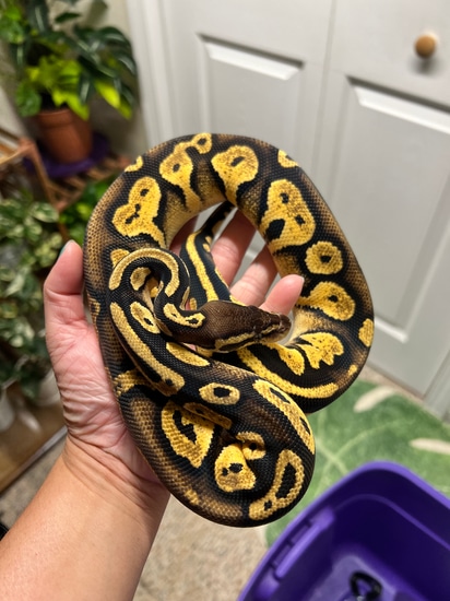 Black Head Pastel Red Gene 50% Poss Het Pied Ball Python by Odin's Lair Exotics